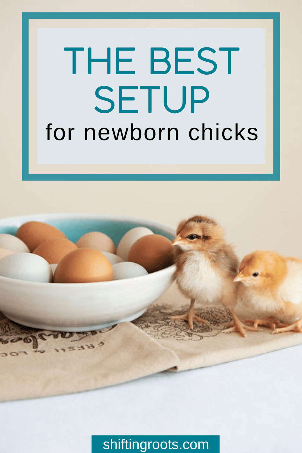 Best Setup for Newborn Chicks | Shifting Roots