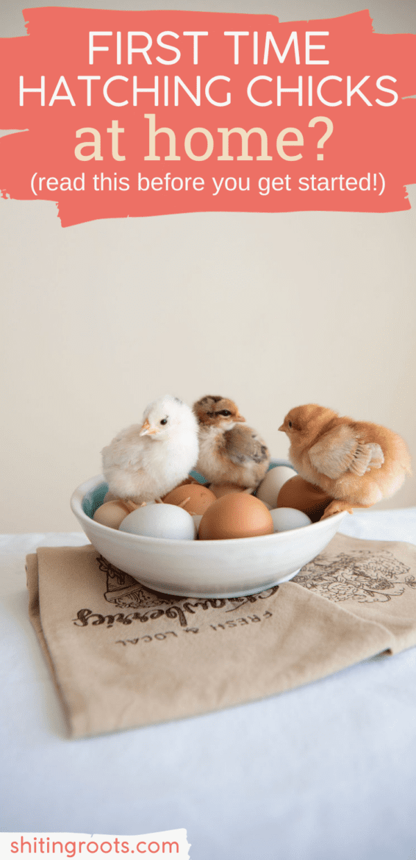 First Time Hatching Chickens at Home? Here's What You Need to Know ...