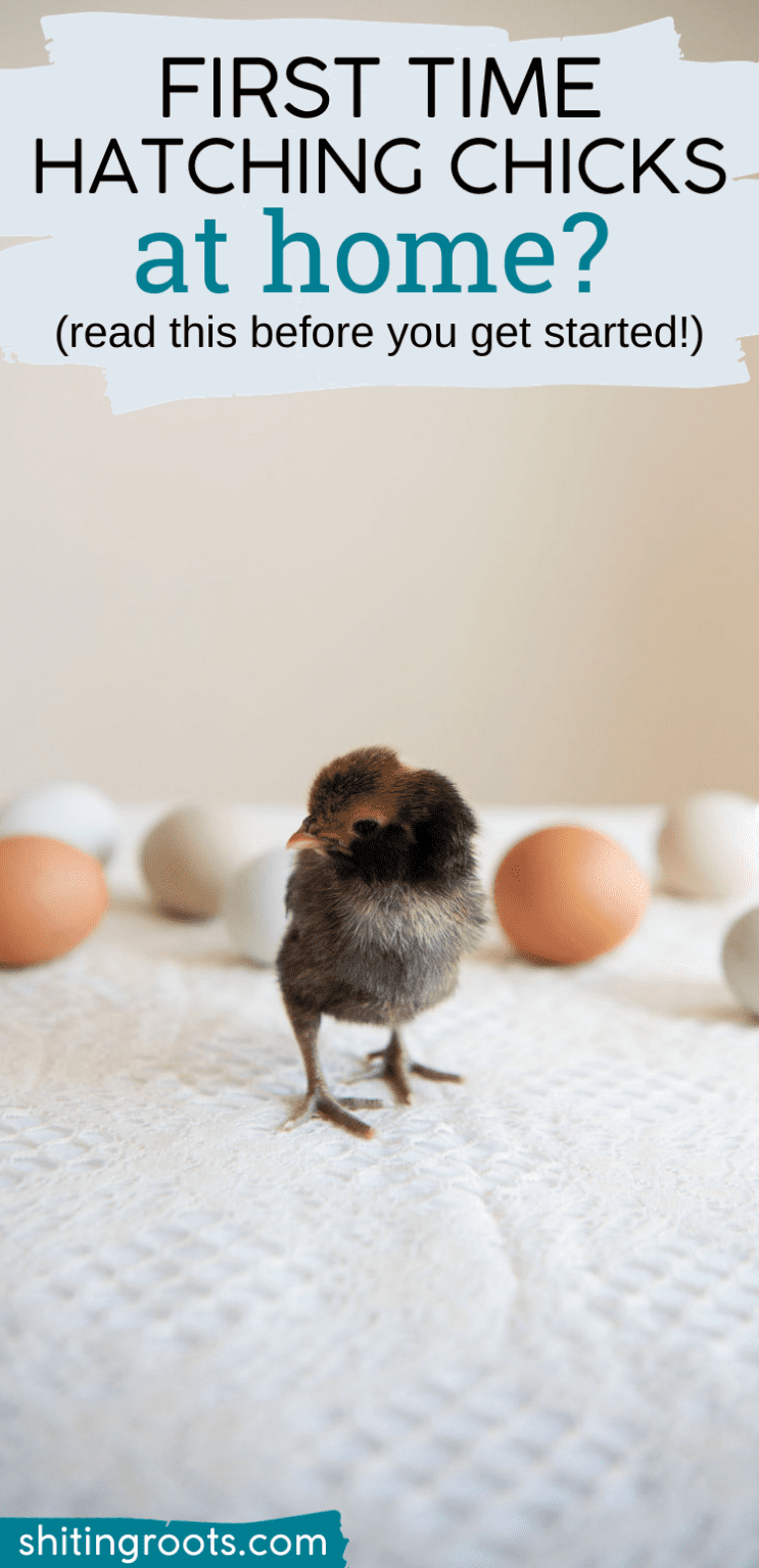 First Time Hatching Chickens at Home? Here's What You Need to Know ...