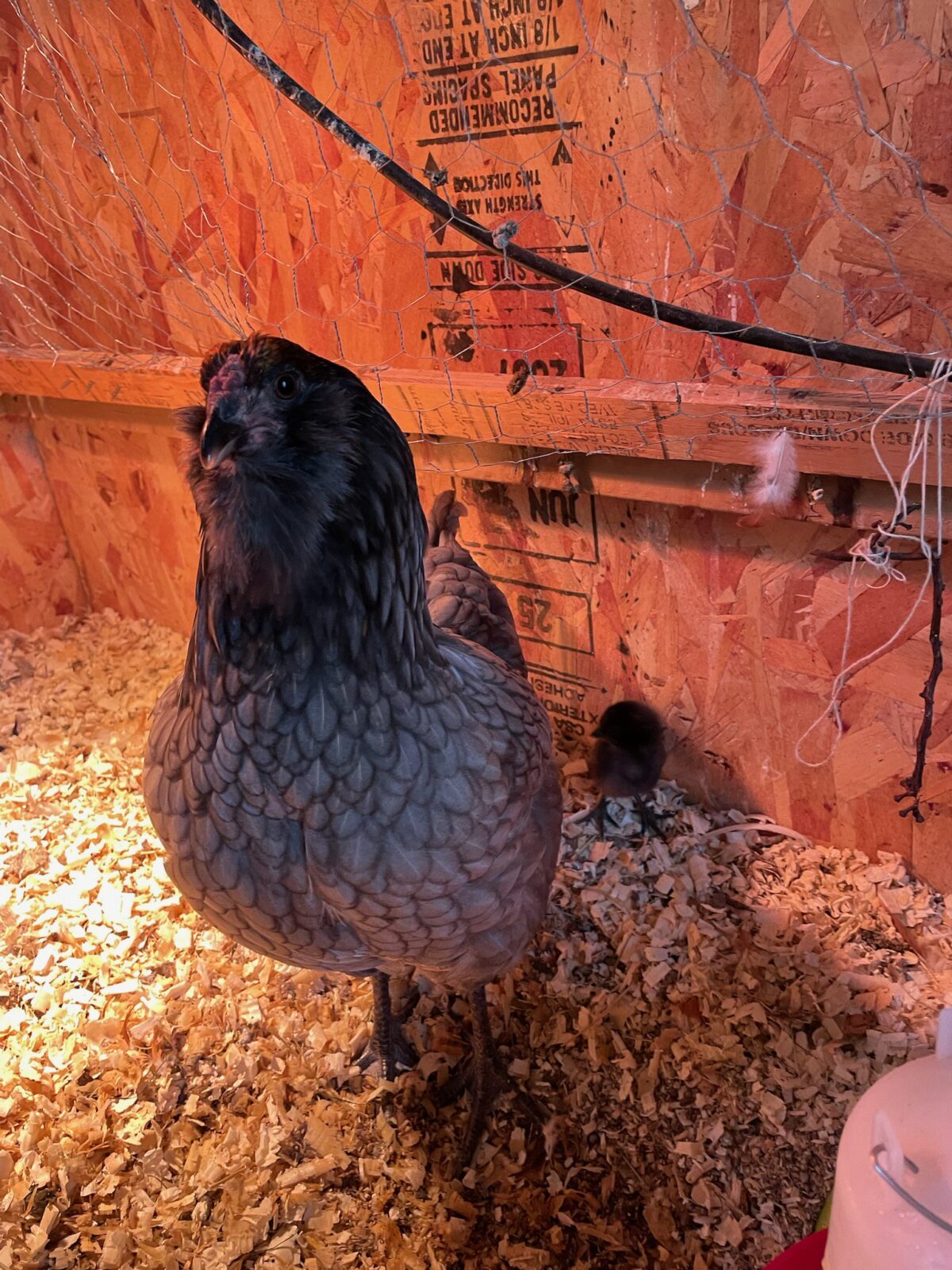 Overwintering Chickens in a Cold Climate | Shifting Roots