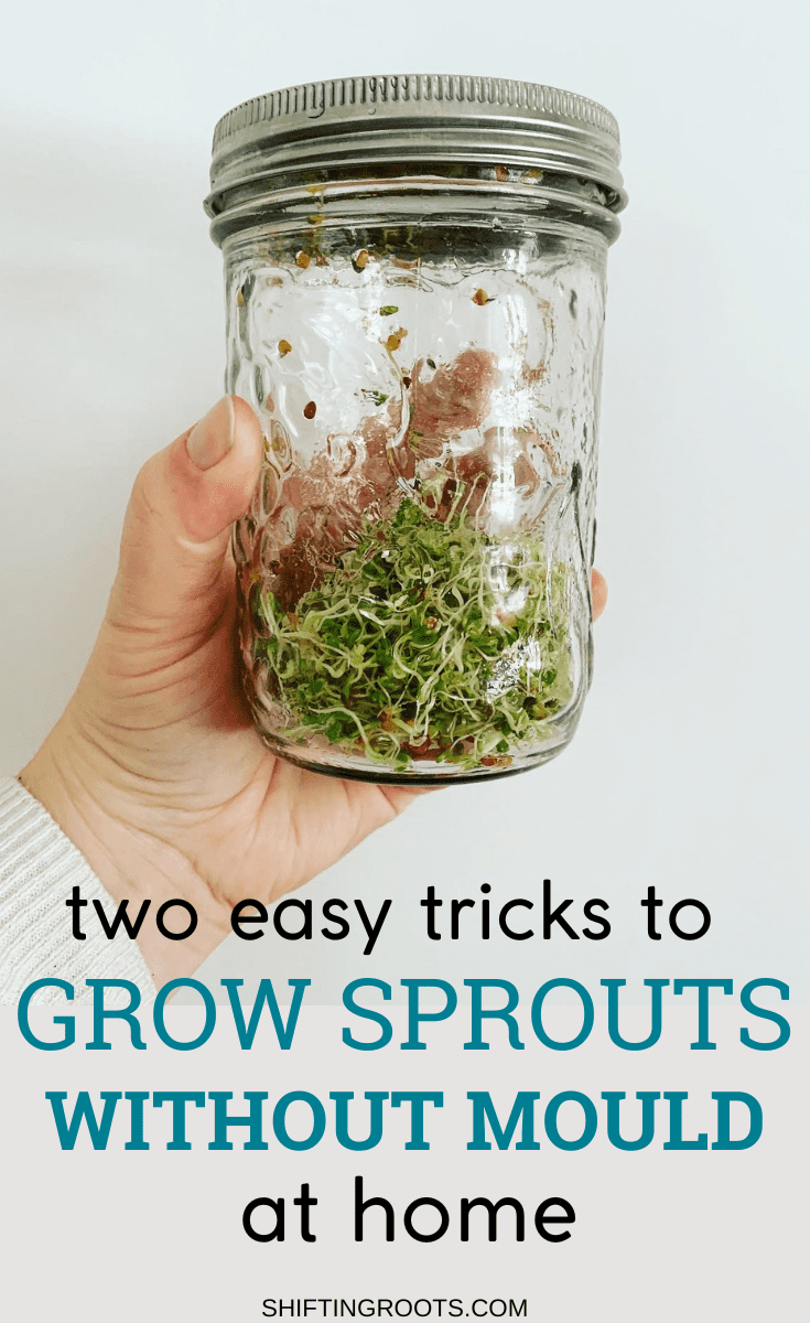 Two Easy Tricks to Prevent Mould in Homegrown Sprouts | Shifting Roots