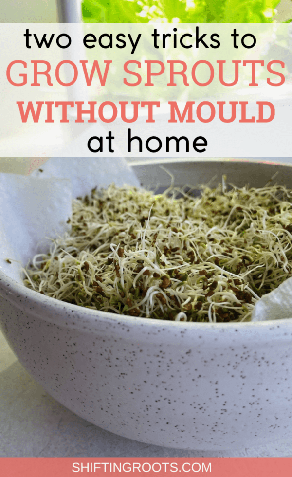 Two Easy Tricks to Prevent Mould in Homegrown Sprouts | Shifting Roots