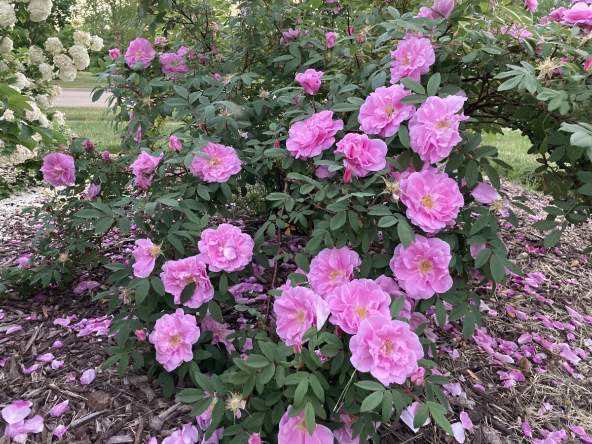 Heirloom Roses Canadian Review | Shifting Roots