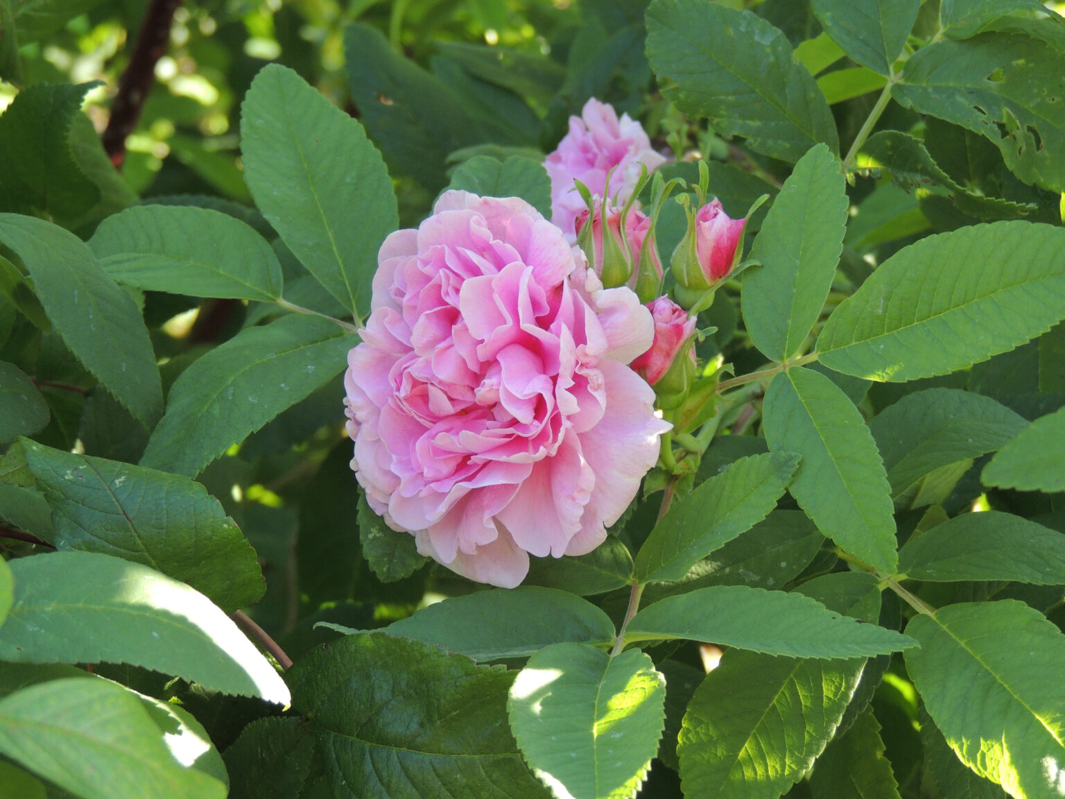 Heirloom Roses Canadian Review | Shifting Roots