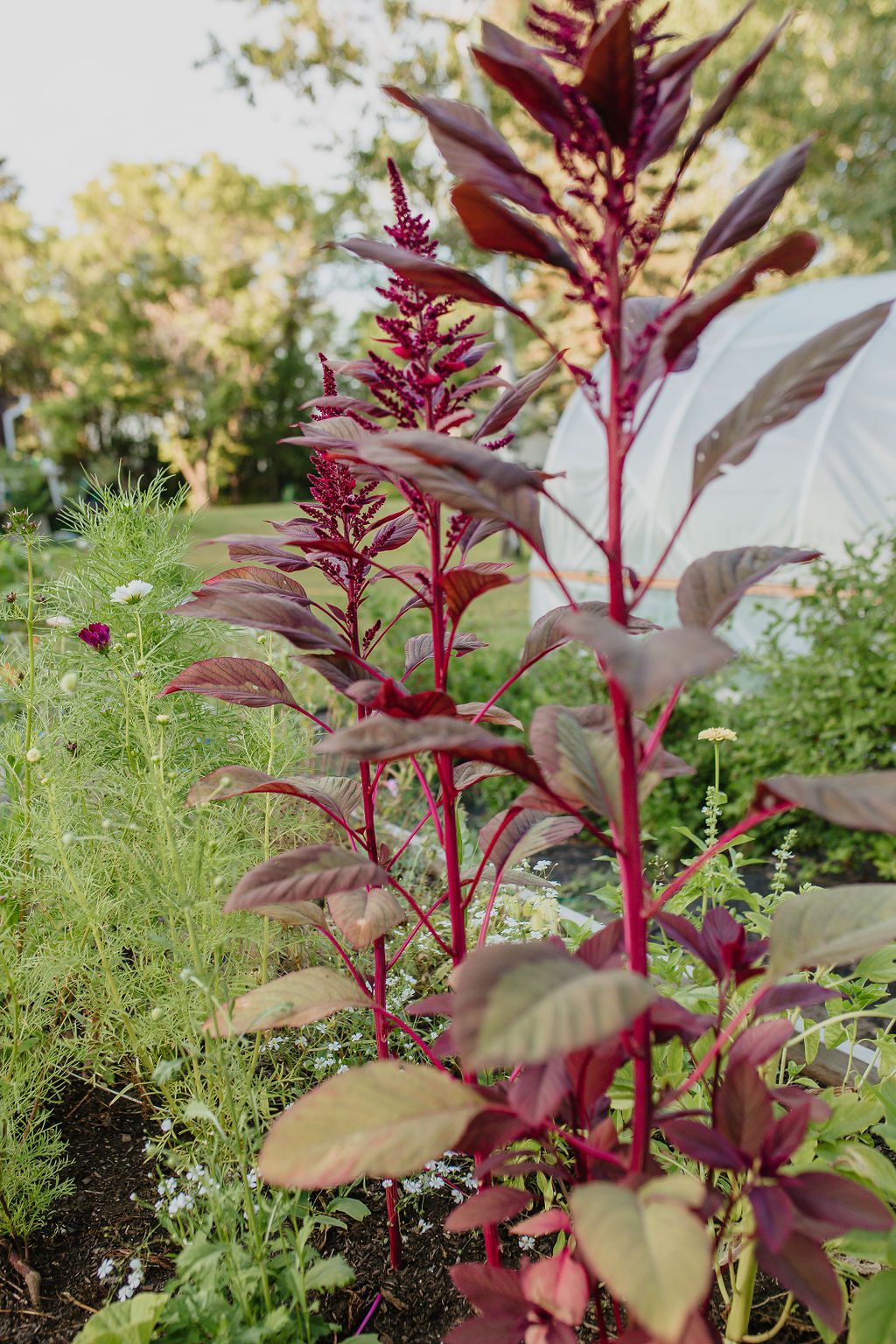 25+ Annuals and Perennials That Survive & Thrive in Intense Heat ...