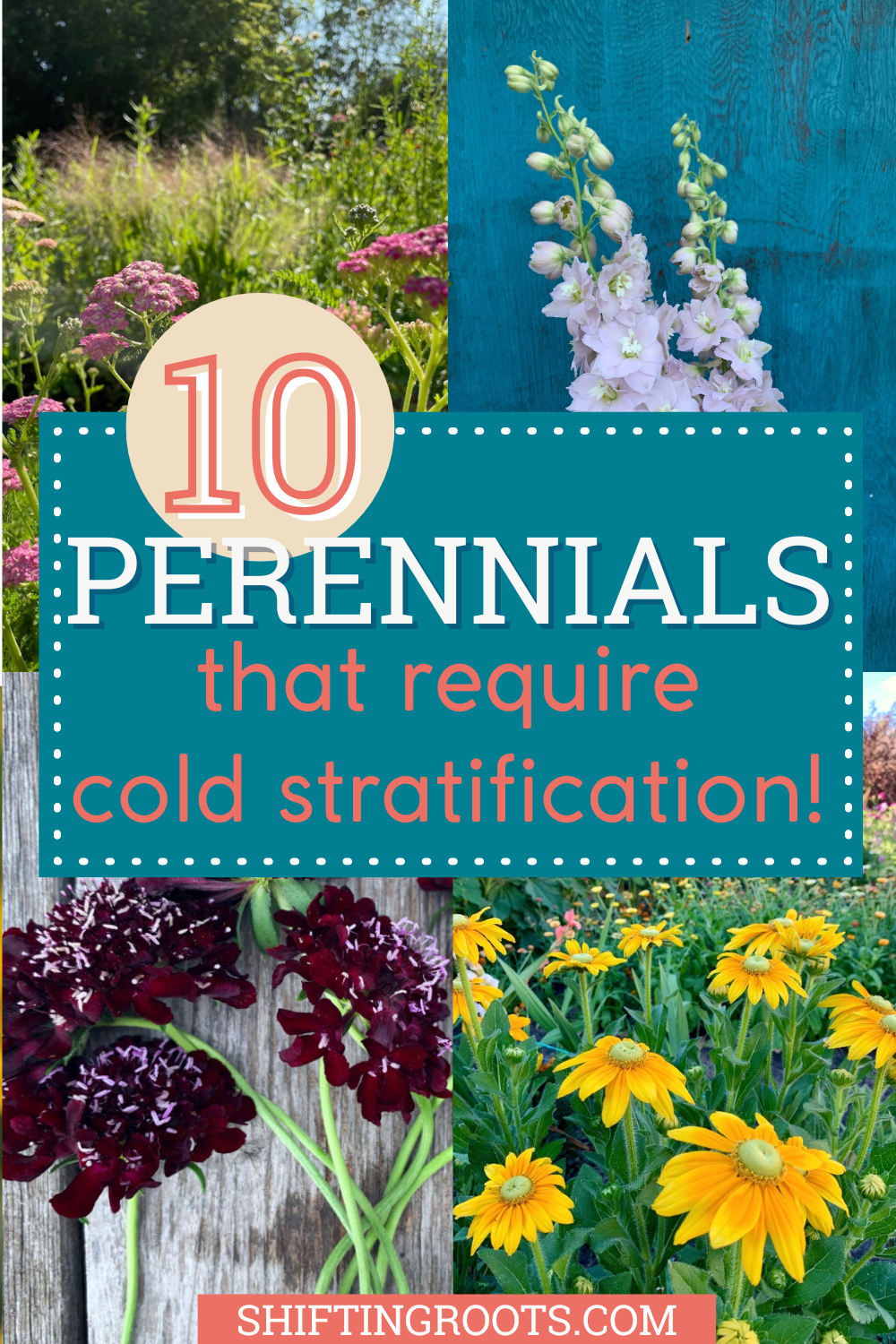 10 Perennials That Require Cold Stratification | Shifting Roots