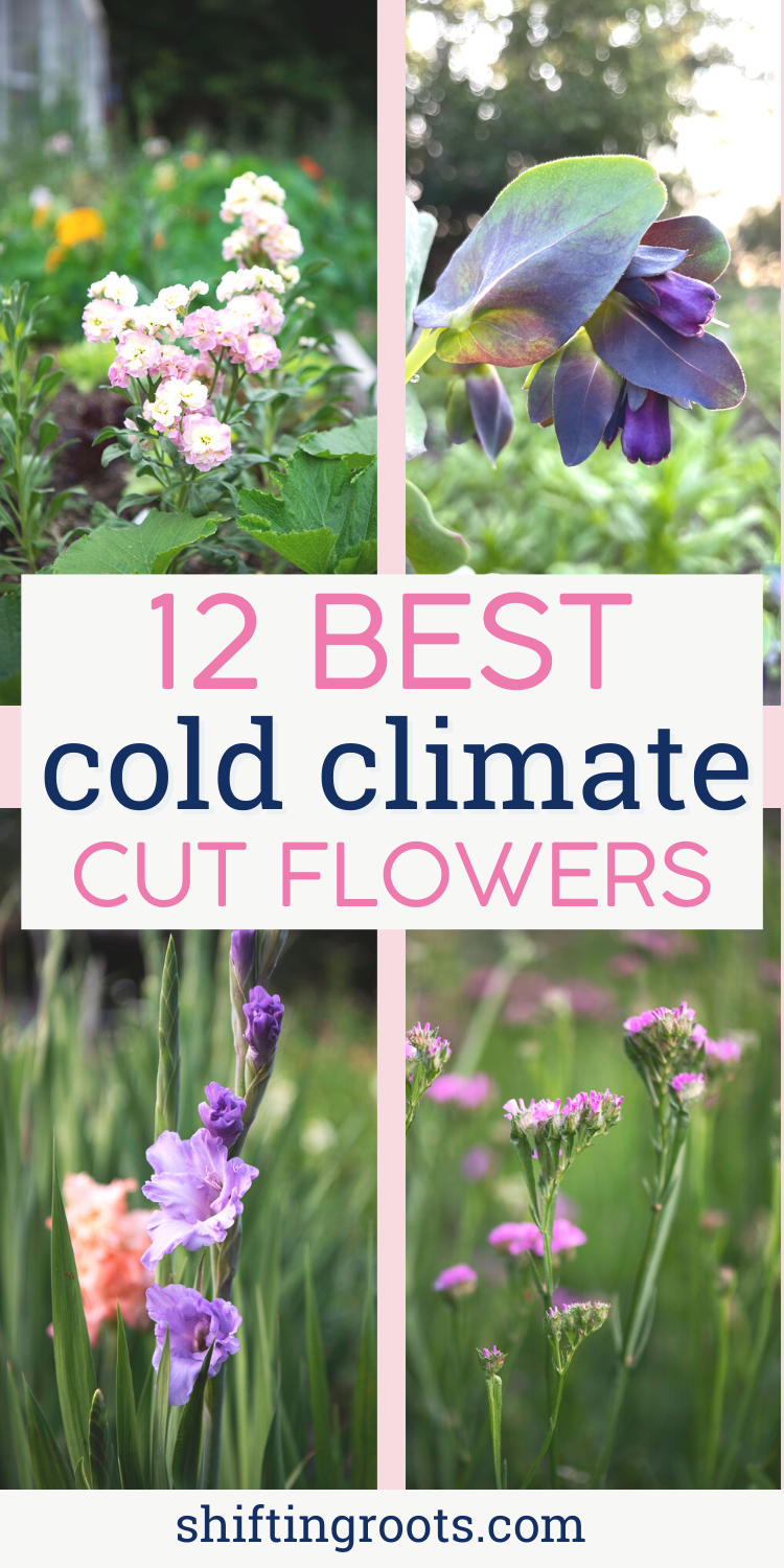 12 Best Cut Flowers to Grow in 2024 | Shifting Roots