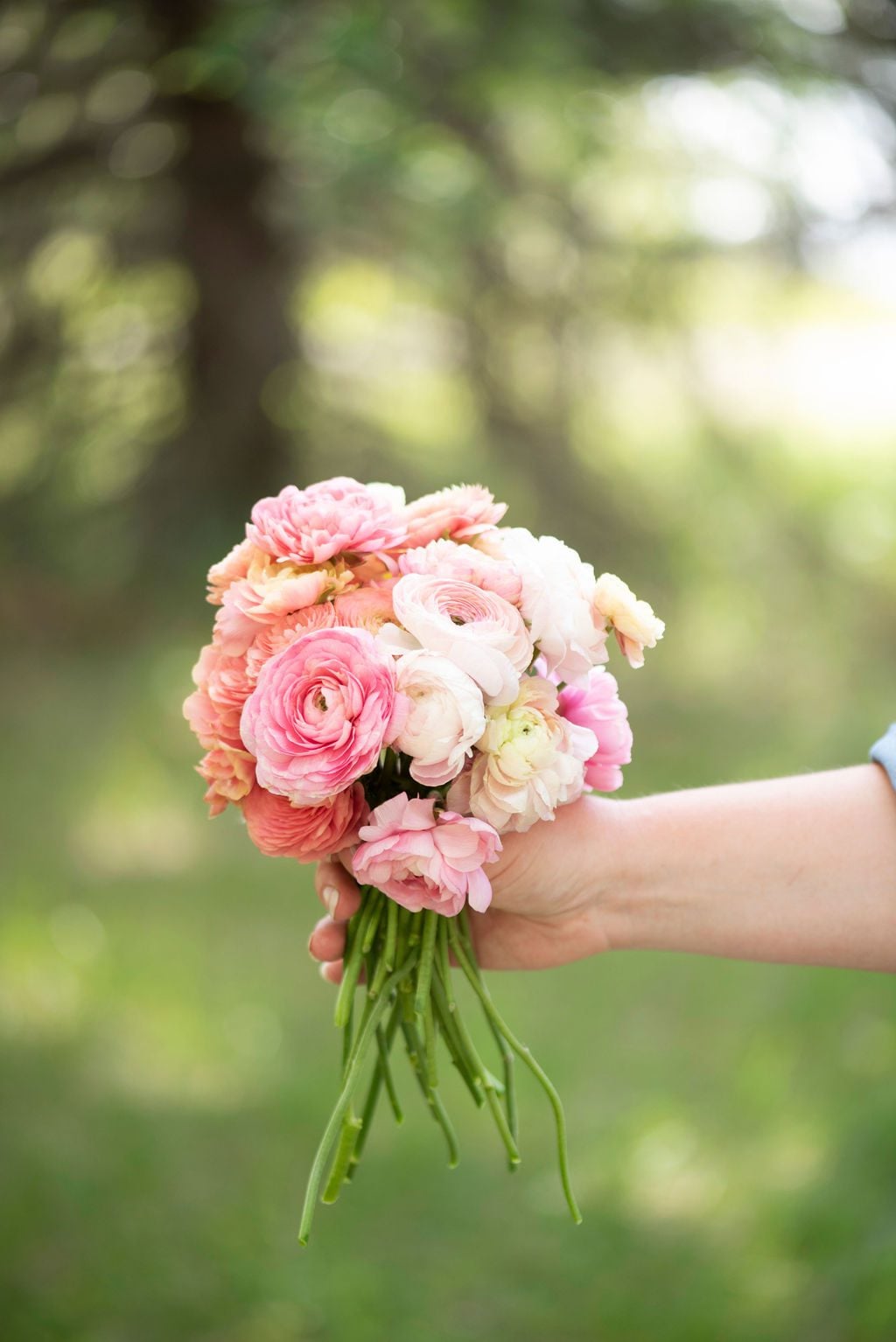 How to Grow Ranunculus in Zone 3 (So They Don't Die!) | Shifting Roots
