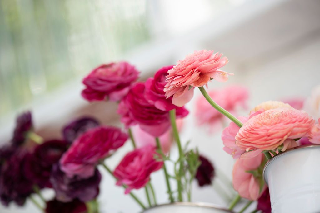 15 Best Cold Hardy Flowers to Seed Start | Shifting Roots