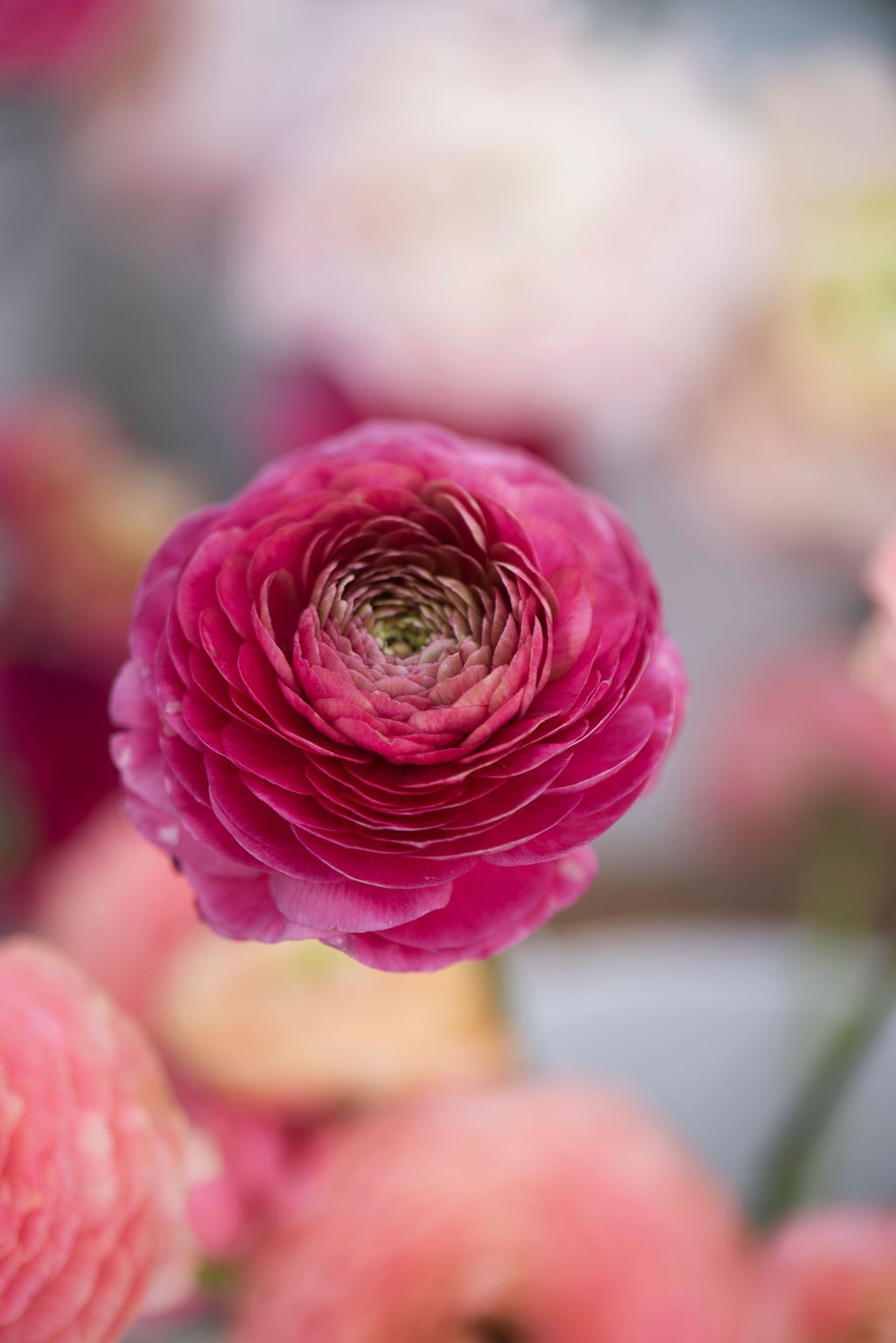 How to Grow Ranunculus in Zone 3 (So They Don't Die!) | Shifting Roots