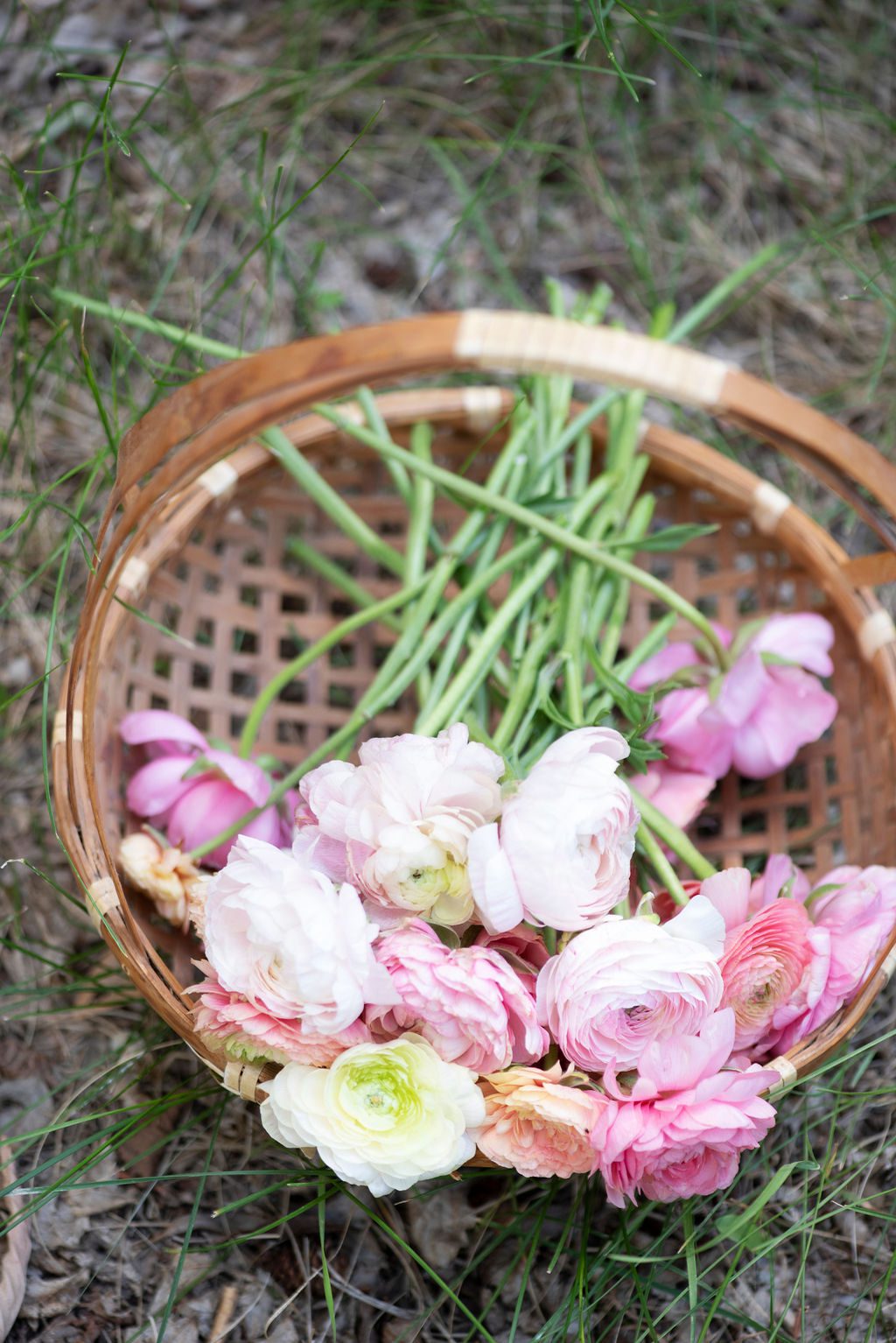 How to Grow Ranunculus in Zone 3 (So They Don't Die!) | Shifting Roots