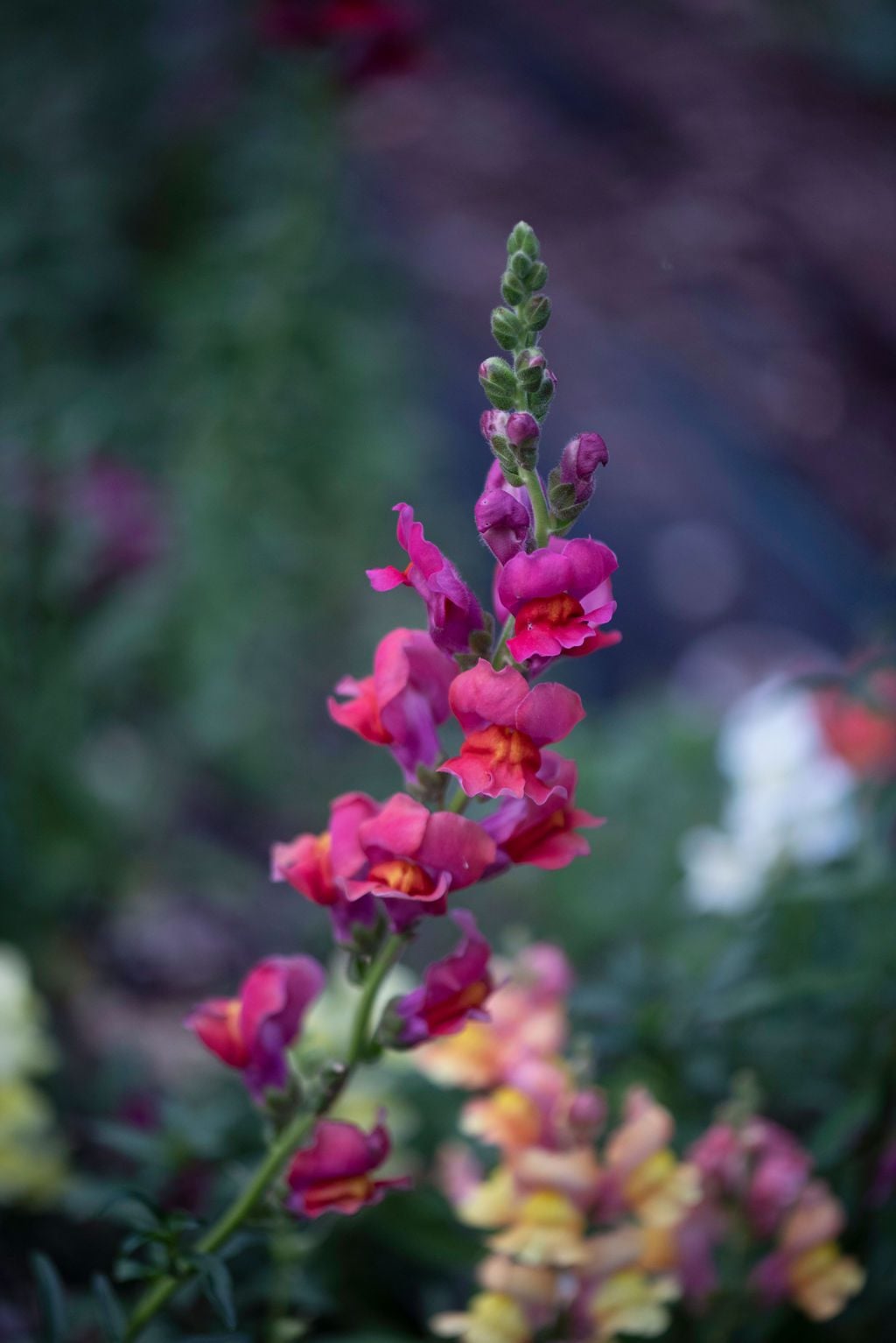 10+ Best Cut Flowers to Start from Seed | Shifting Roots