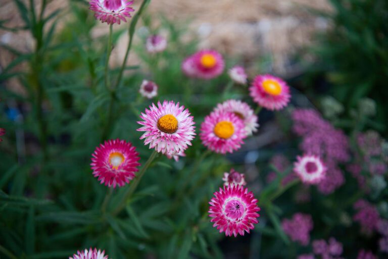 10+ Best Cut Flowers to Start from Seed | Shifting Roots