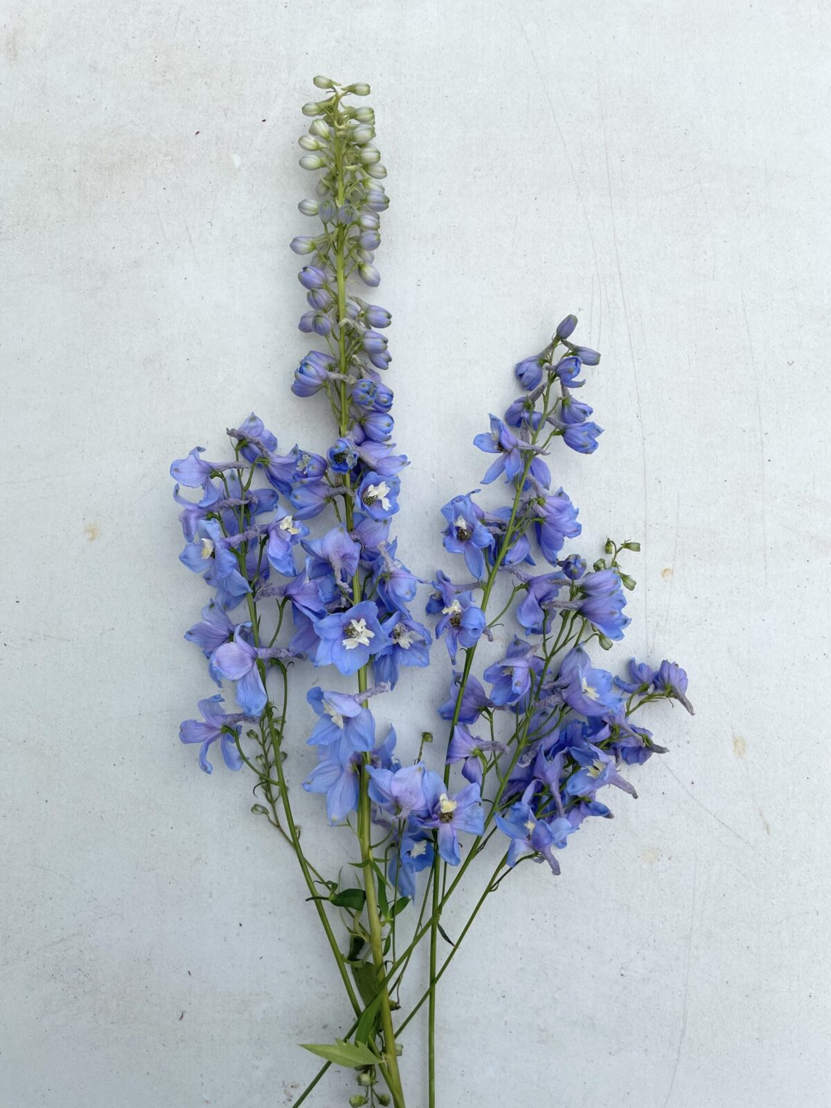Feeling Blue in the Garden? These Flowers Have Your Back! | Shifting Roots