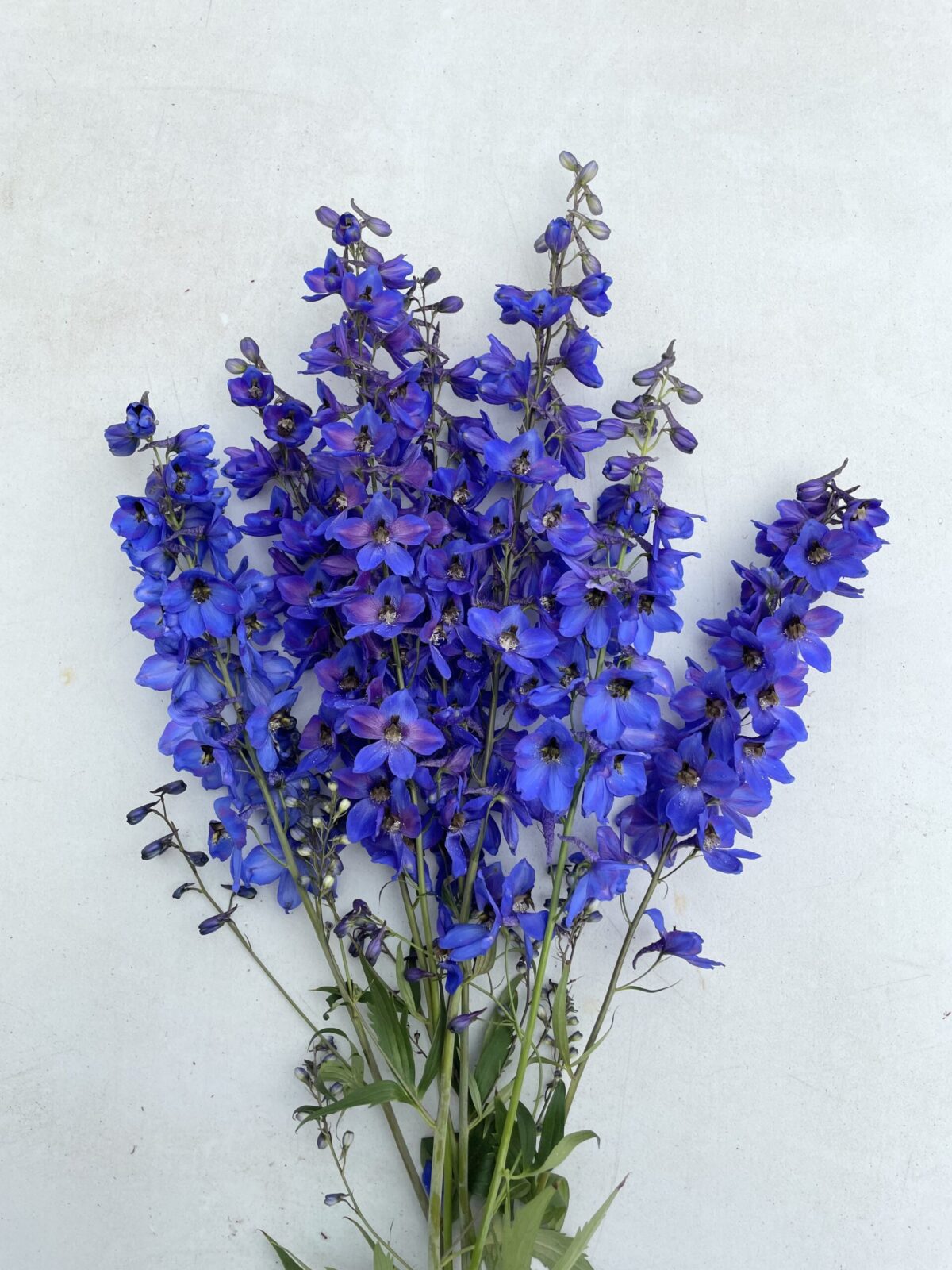 Feeling Blue in the Garden? These Flowers Have Your Back! | Shifting Roots
