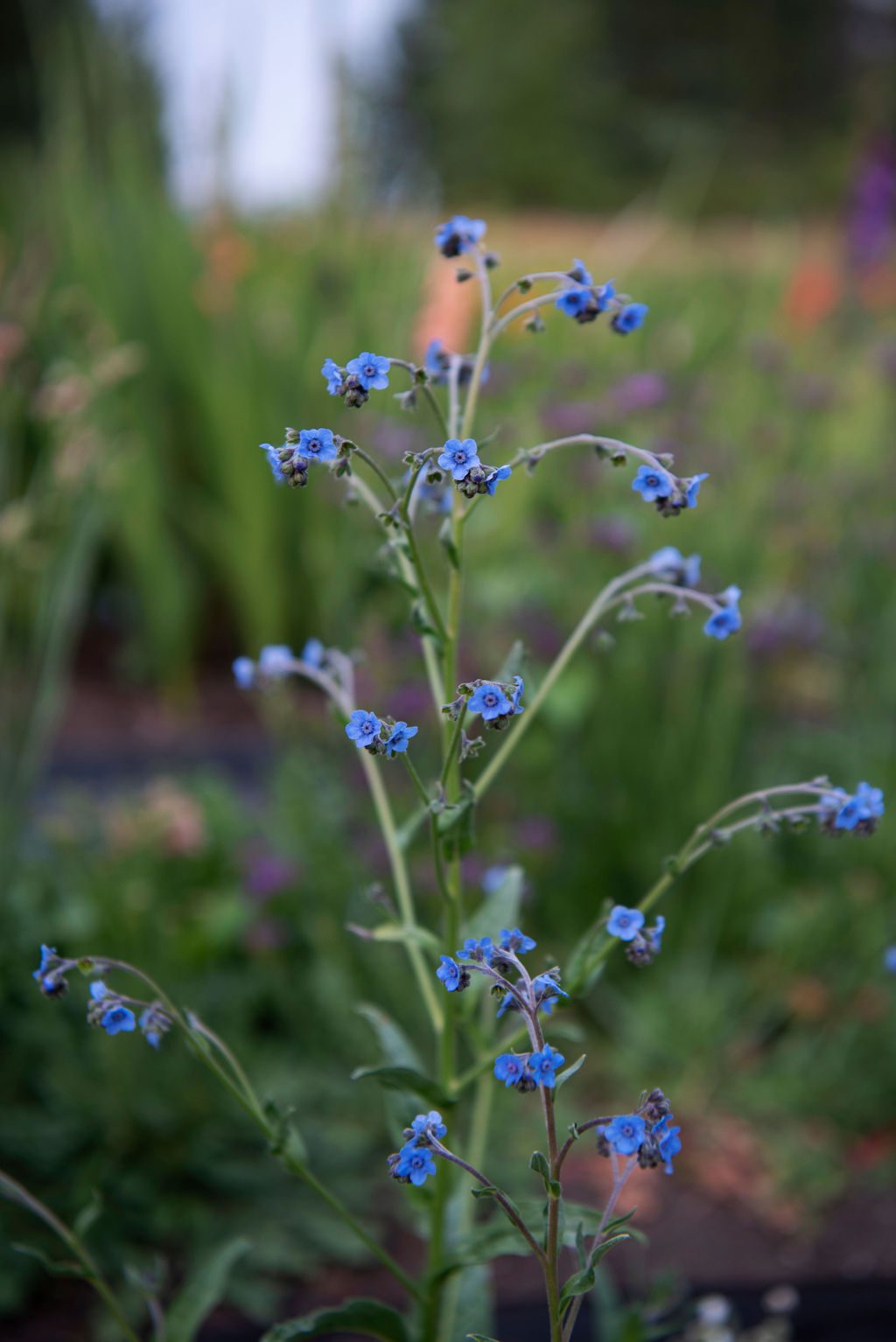 Feeling Blue in the Garden? These Flowers Have Your Back! | Shifting Roots