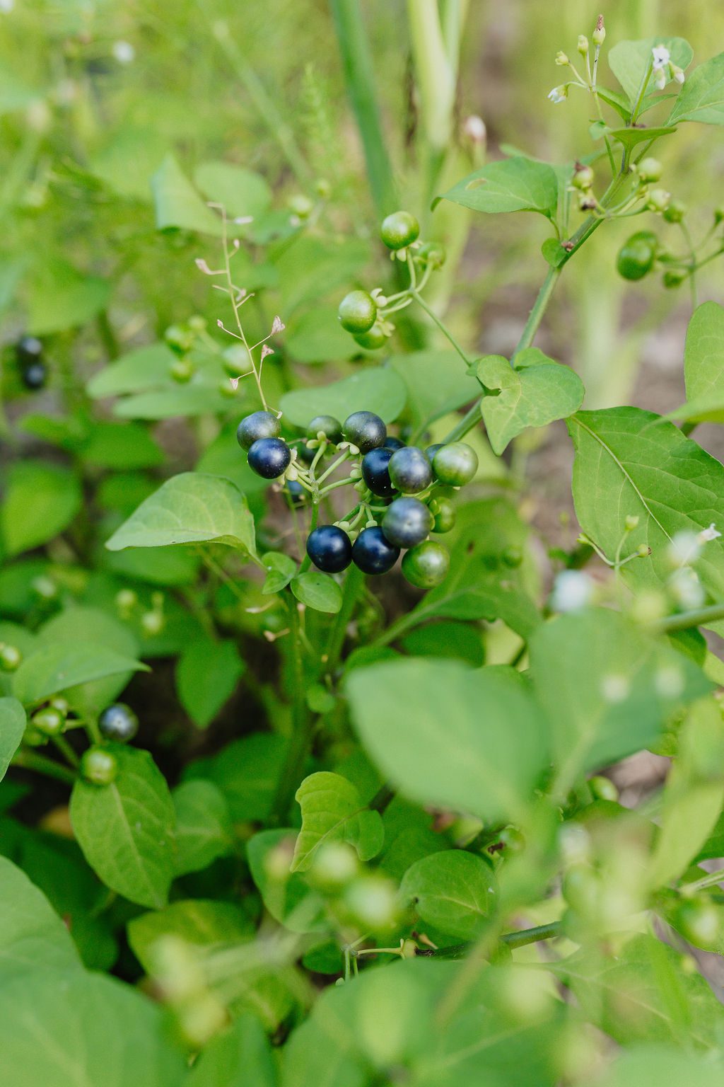 Feeling Blue in the Garden? These Flowers Have Your Back! | Shifting Roots