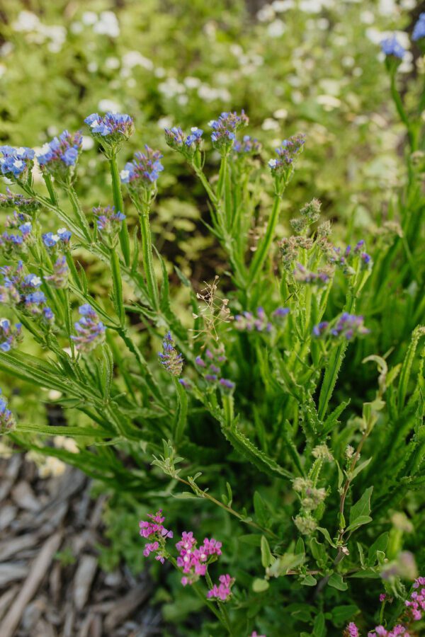Feeling Blue in the Garden? These Flowers Have Your Back! | Shifting Roots