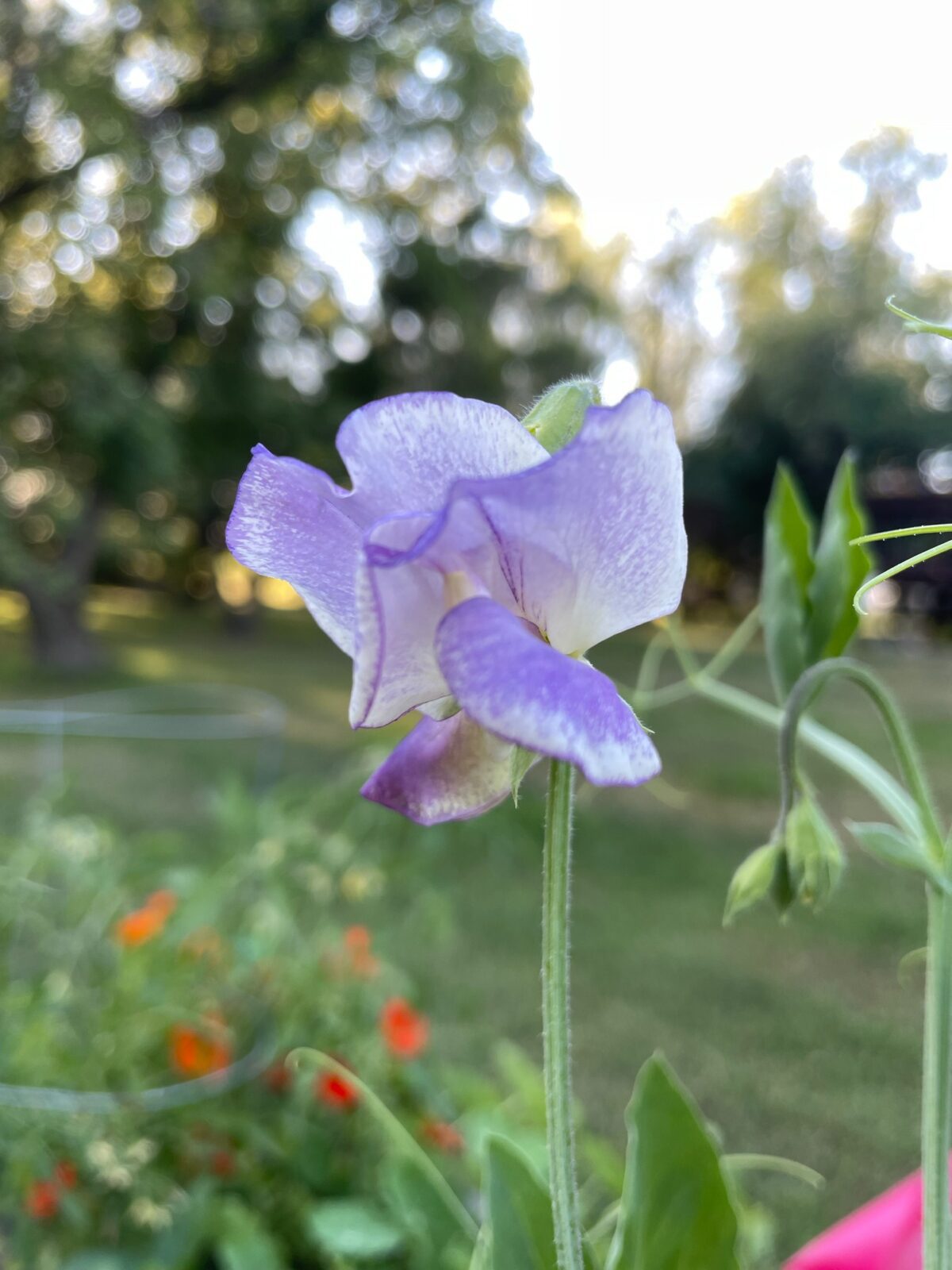 How to Grow Sweet Peas in a Cold Climate | Shifting Roots