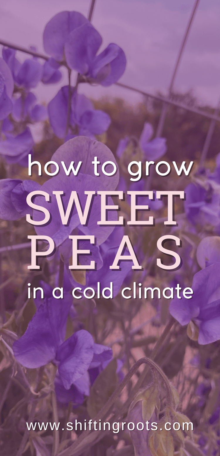 How to Grow Sweet Peas in a Cold Climate | Shifting Roots