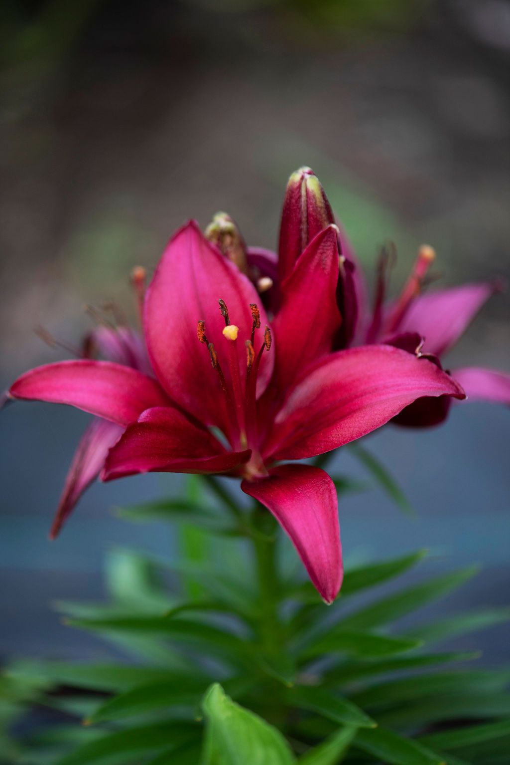 The 35 Best Cut Flowers to Feed Your Floral Arranging Habit All Summer ...