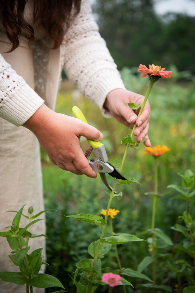 How to Start a Cut Flower Garden | Shifting Roots