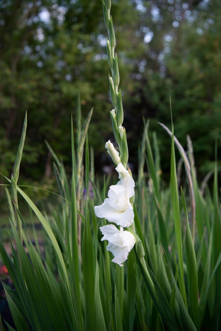 The 35 Best Cut Flowers to Feed Your Floral Arranging Habit All Summer ...
