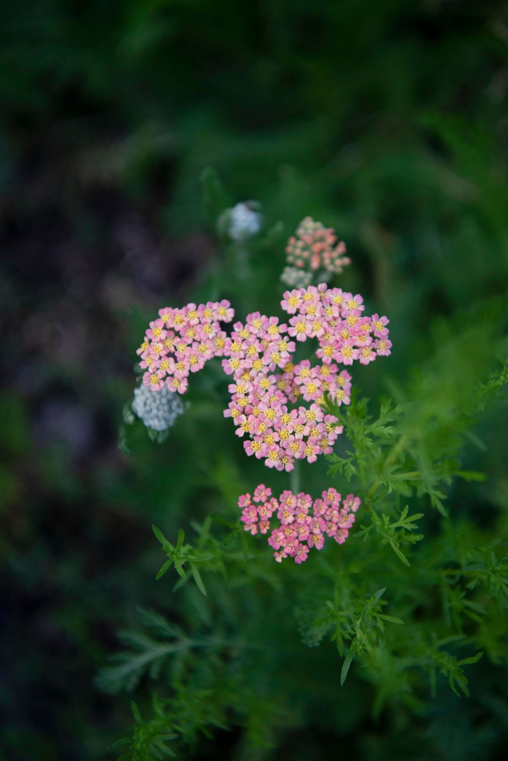 The 35 Best Cut Flowers to Feed Your Floral Arranging Habit All Summer ...