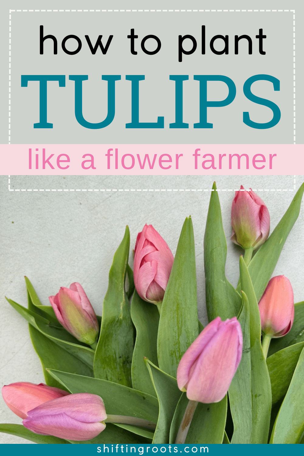 How to Plant Tulips like a Flower Farmer | Shifting Roots