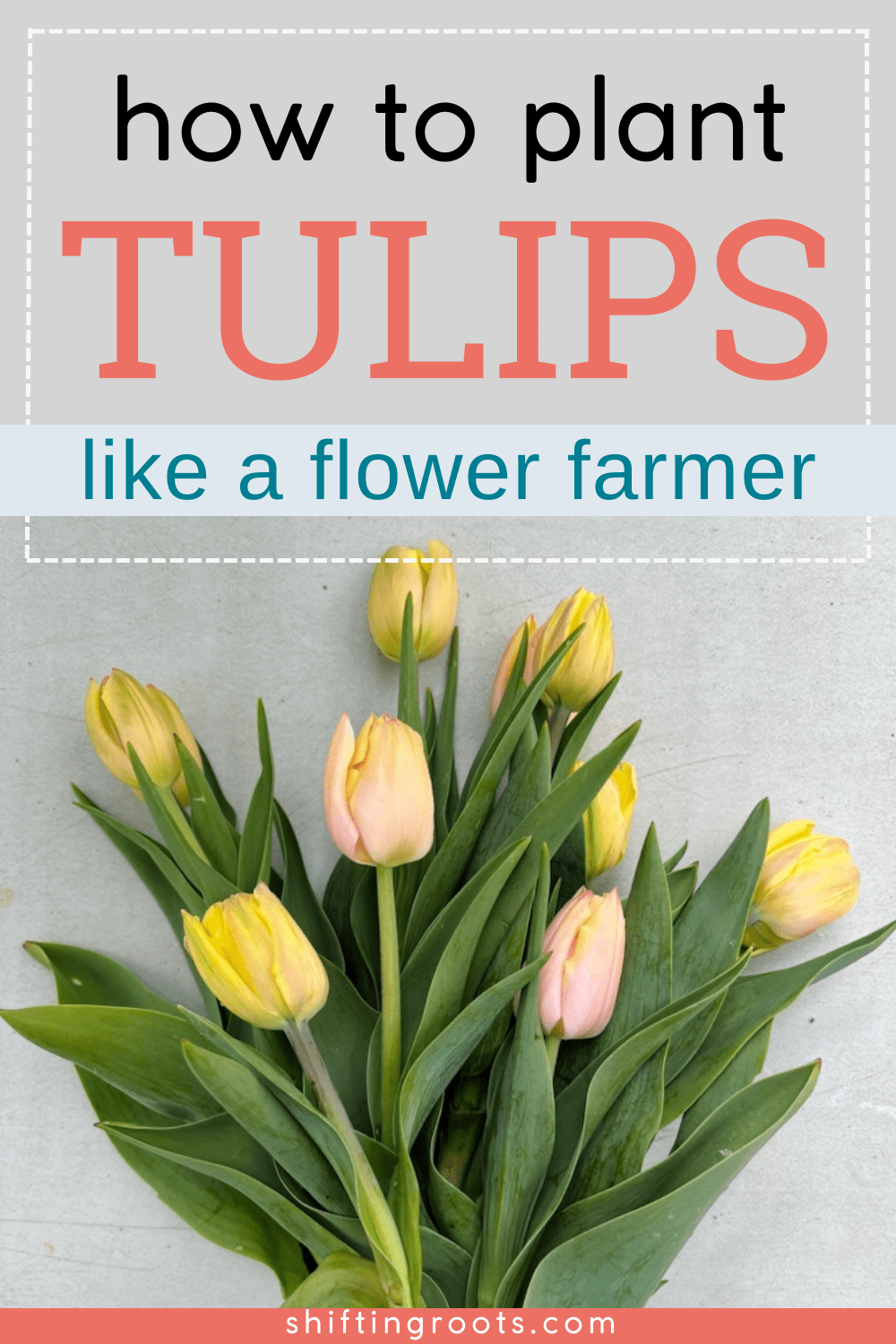 How to Plant Tulips like a Flower Farmer | Shifting Roots