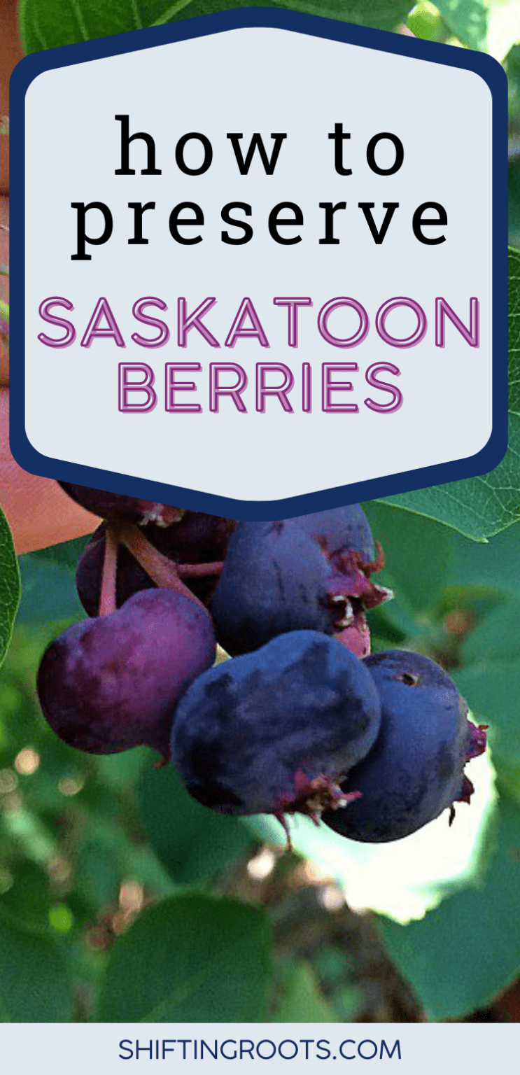 How to Can Saskatoon Berries | Shifting Roots