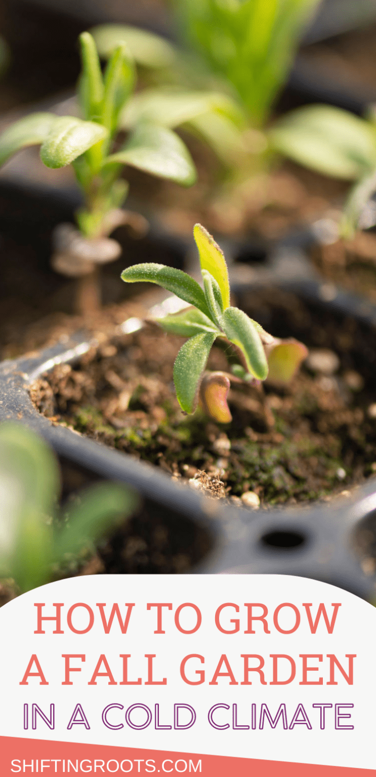 How to Grow a Fall Garden in a Short Growing Season | Shifting Roots