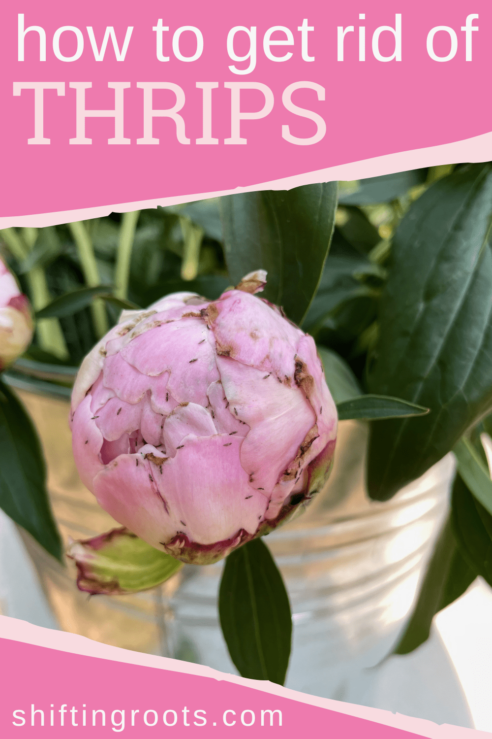3 Ways to Get Rid of Thrips (Plus 1 Method I Haven't Tried) | Shifting ...