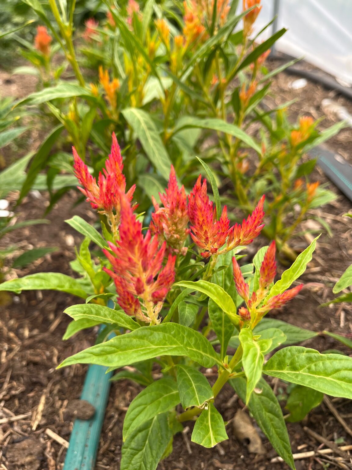 25+ Annuals and Perennials That Survive & Thrive in Intense Heat ...