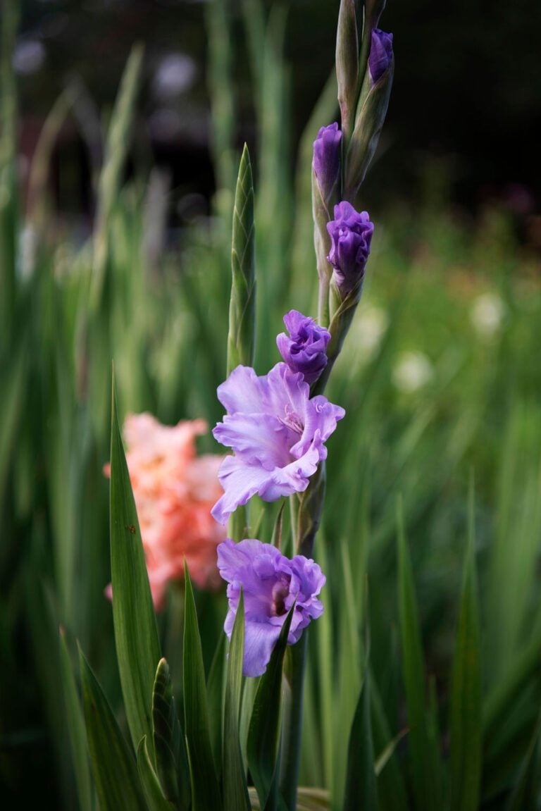 How to Grow Glads in a Short Growing Season | Shifting Roots