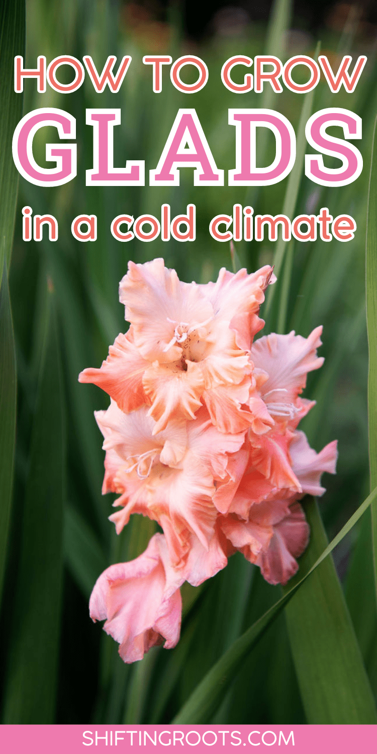 How to Grow Glads in a Short Growing Season | Shifting Roots