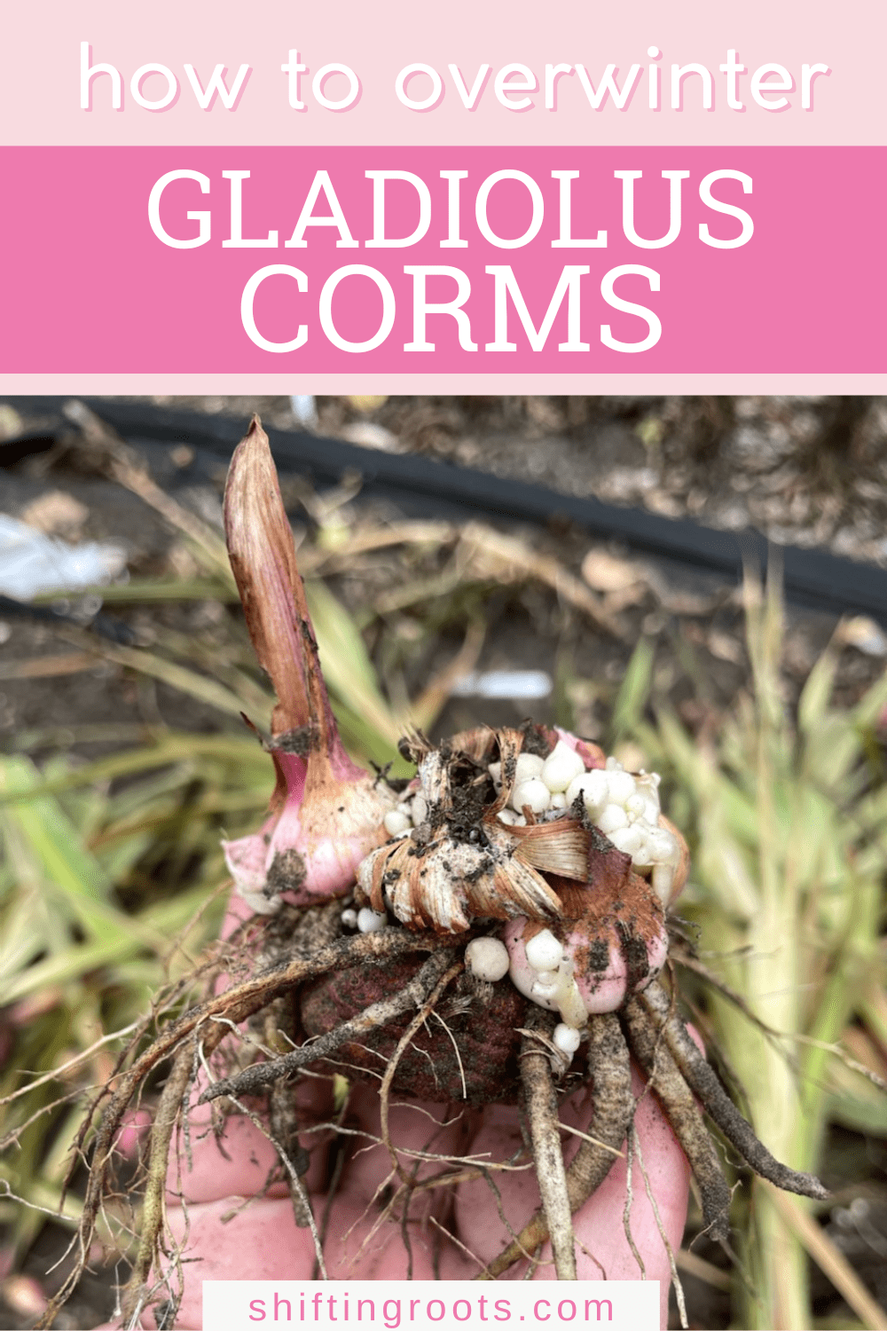 How to Overwinter Glads in a Cold Climate | Shifting Roots