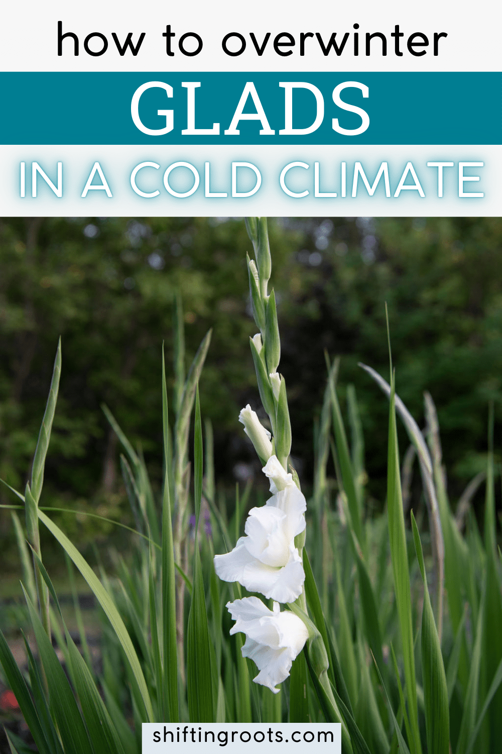 How to Overwinter Glads in a Cold Climate | Shifting Roots