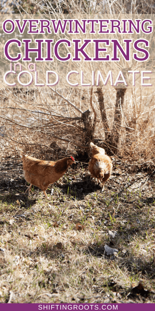 Overwintering Chickens in a Cold Climate | Shifting Roots