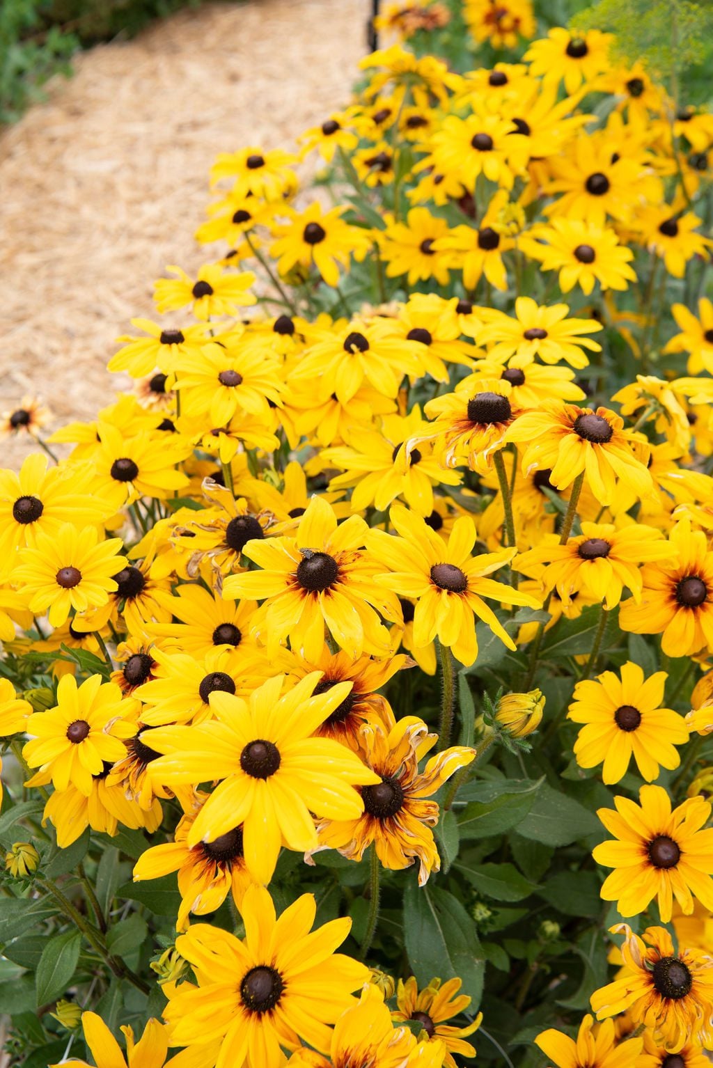 Hello Yellow! The Best Yellow Flowers to Add a Pop of Colour to Your ...