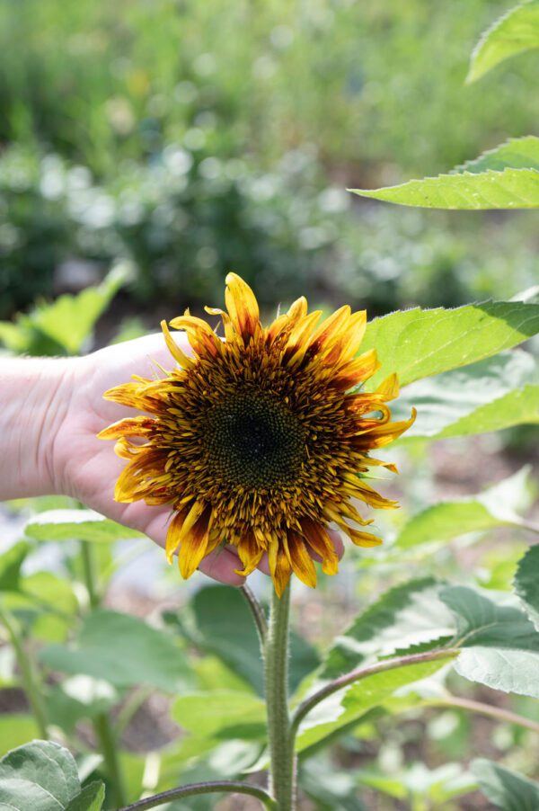 Sunflower Steve Review | Shifting Roots