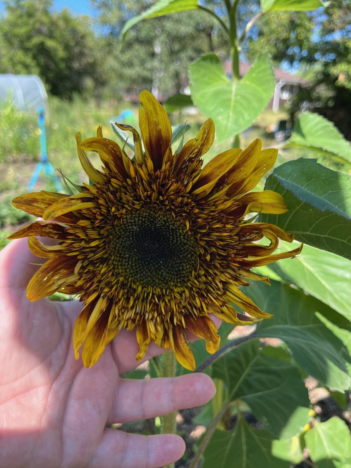 Sunflower Steve Review | Shifting Roots