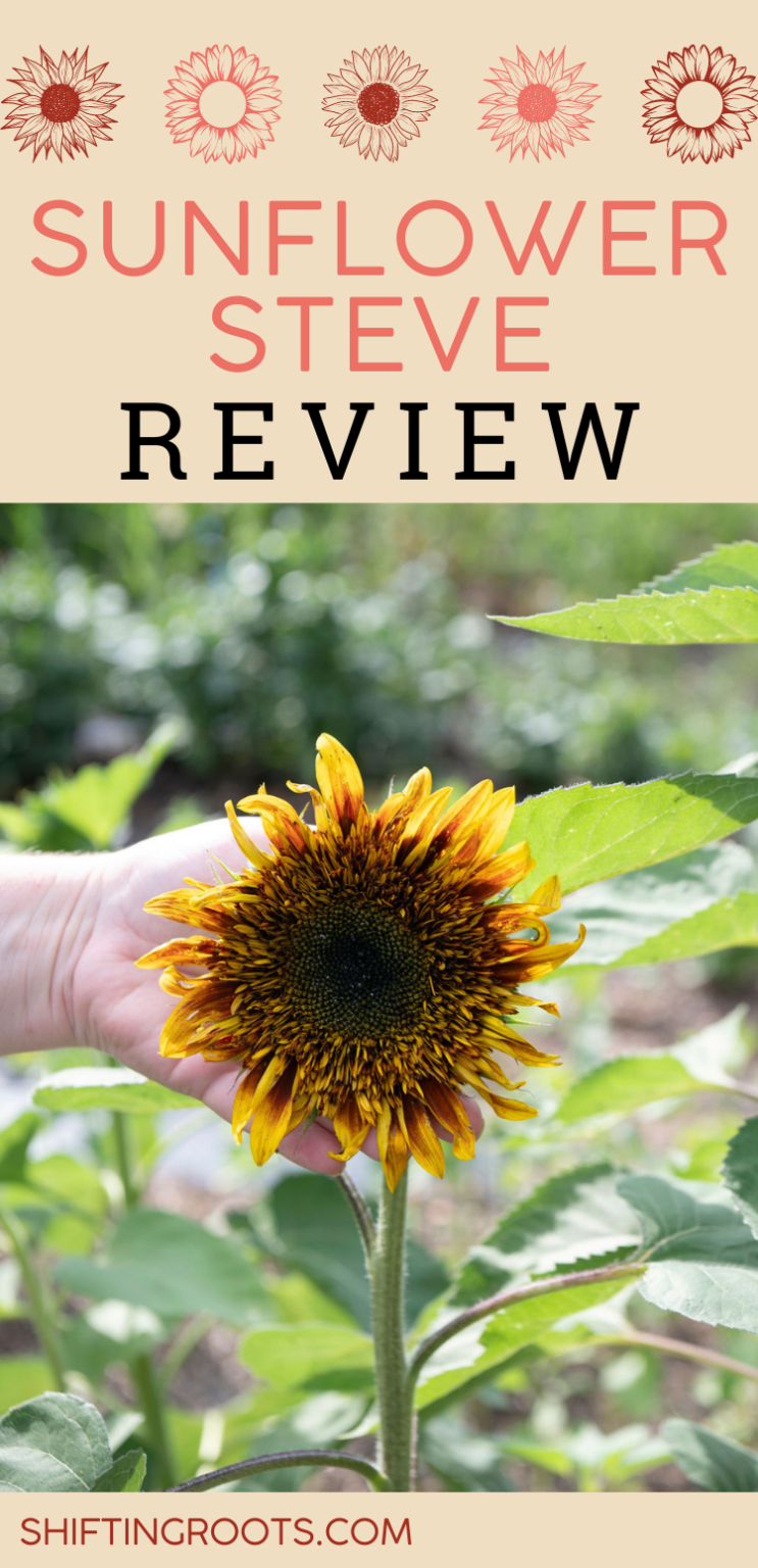 Sunflower Steve Review | Shifting Roots