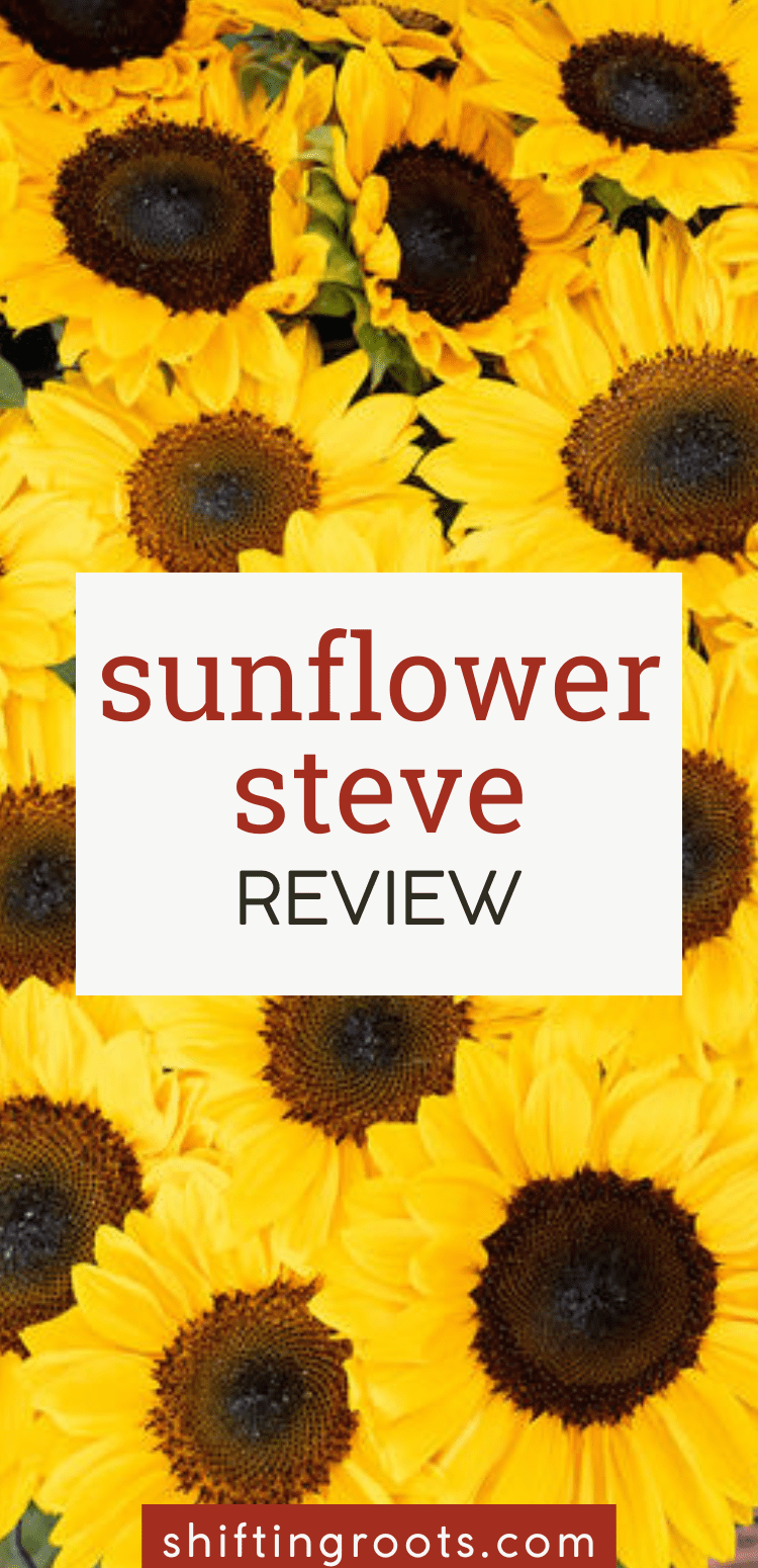 Sunflower Steve Review | Shifting Roots