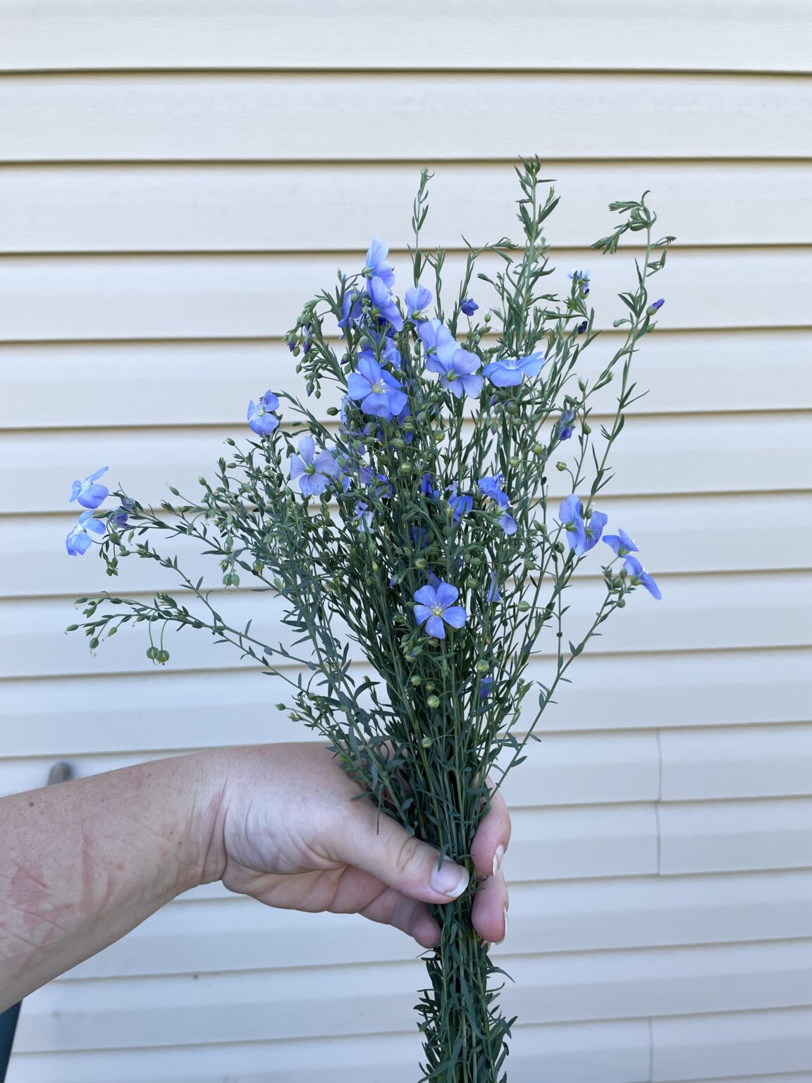 How to Grow a Low-Maintenance, Wildflower Garden | Shifting Roots