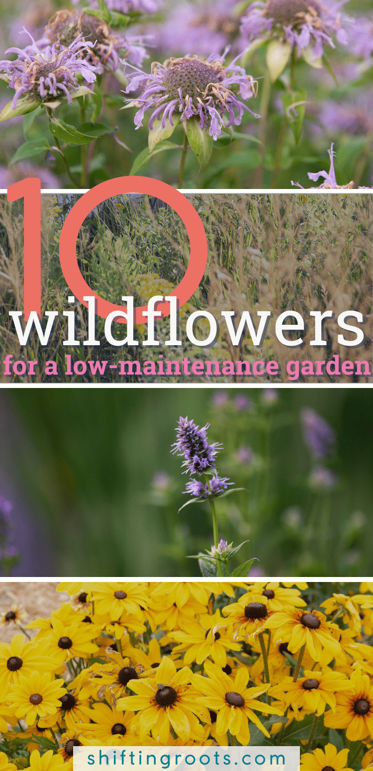 How to Grow a Low-Maintenance, Wildflower Garden | Shifting Roots