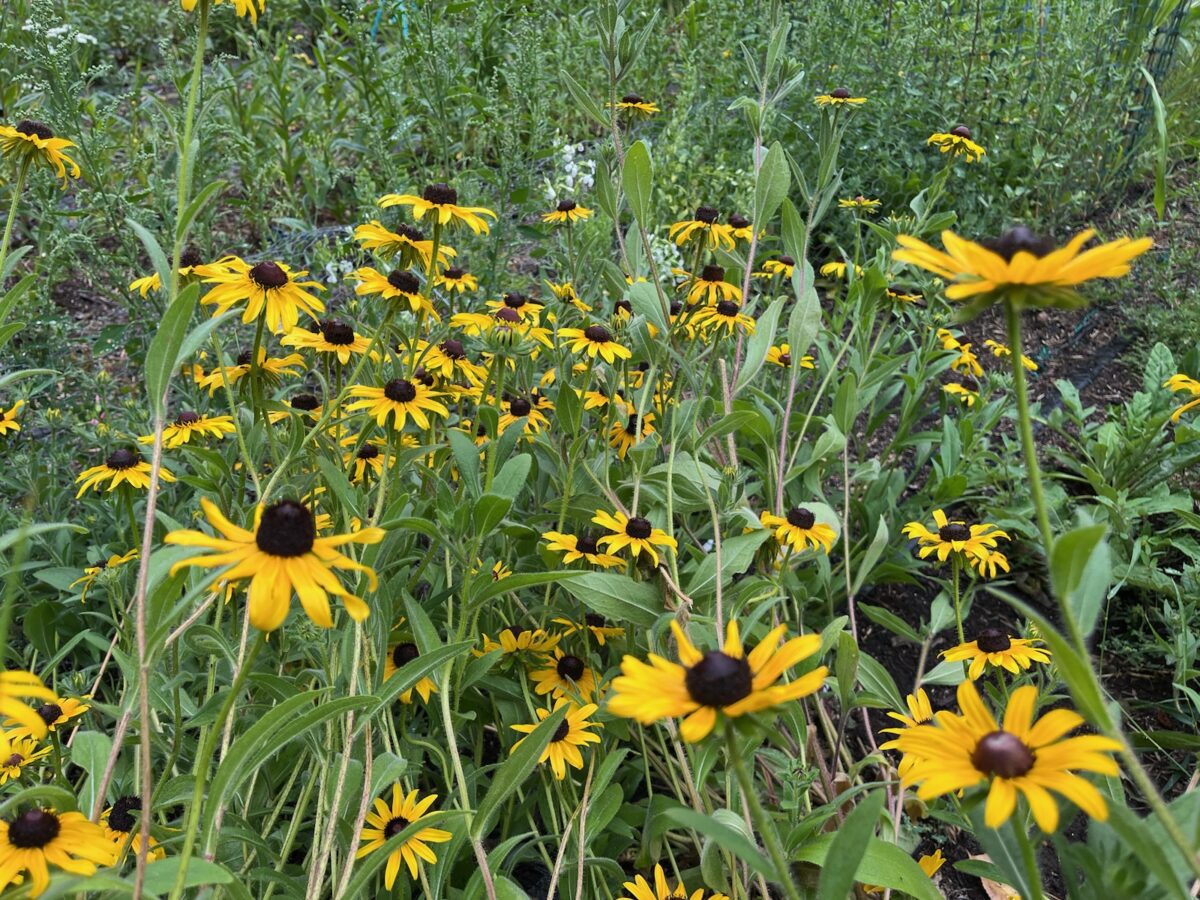 Sow Right Seeds Canadian Review | Shifting Roots