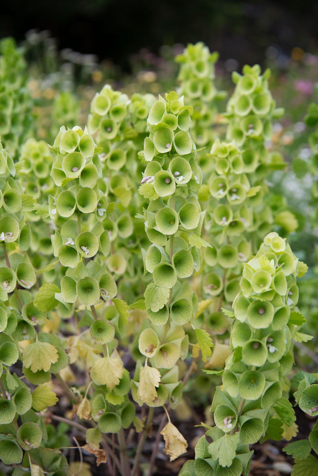35+ Annuals for Your Cold Climate Cut Flower Garden | Shifting Roots