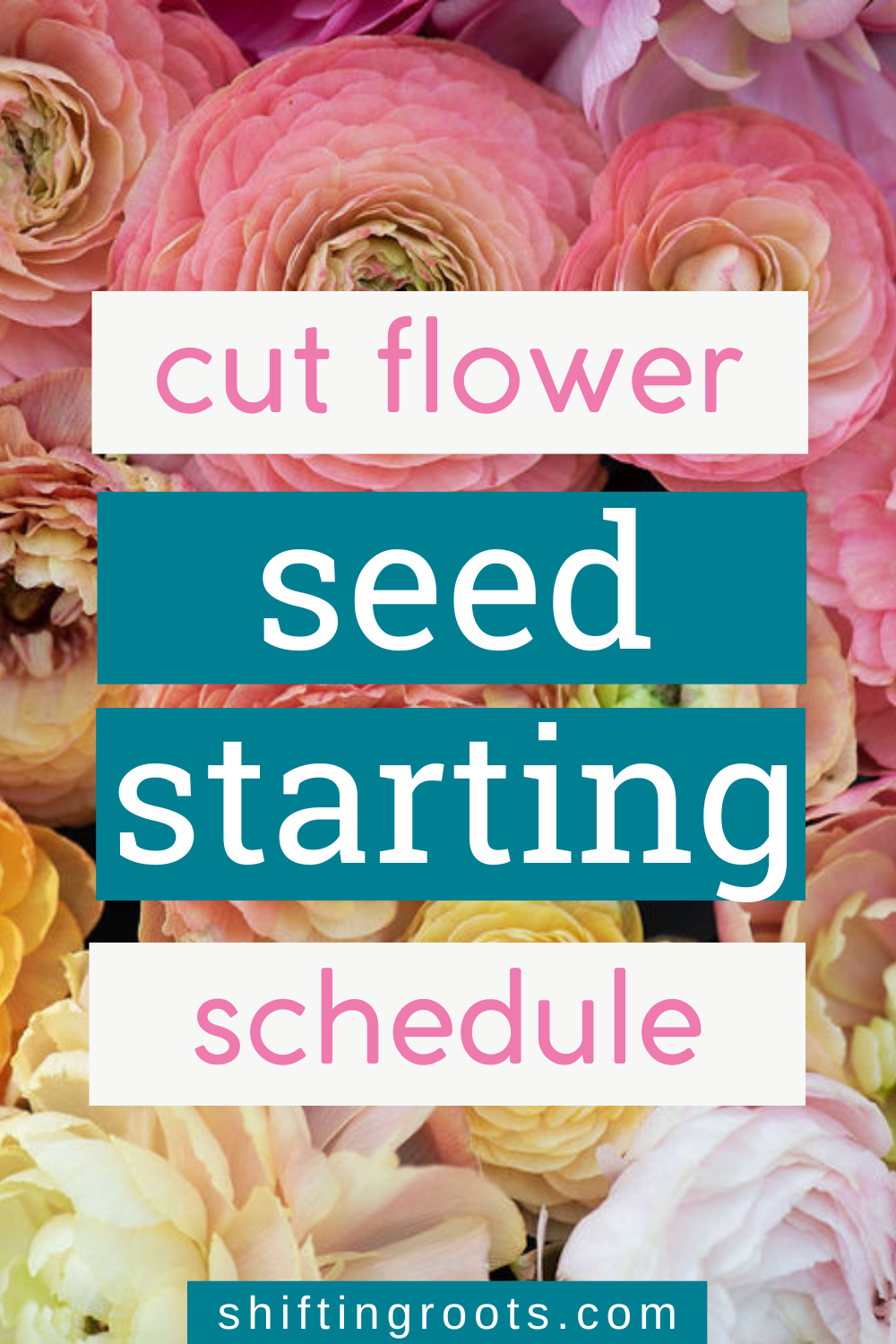Cut Flower Seed Starting Schedule | Shifting Roots
