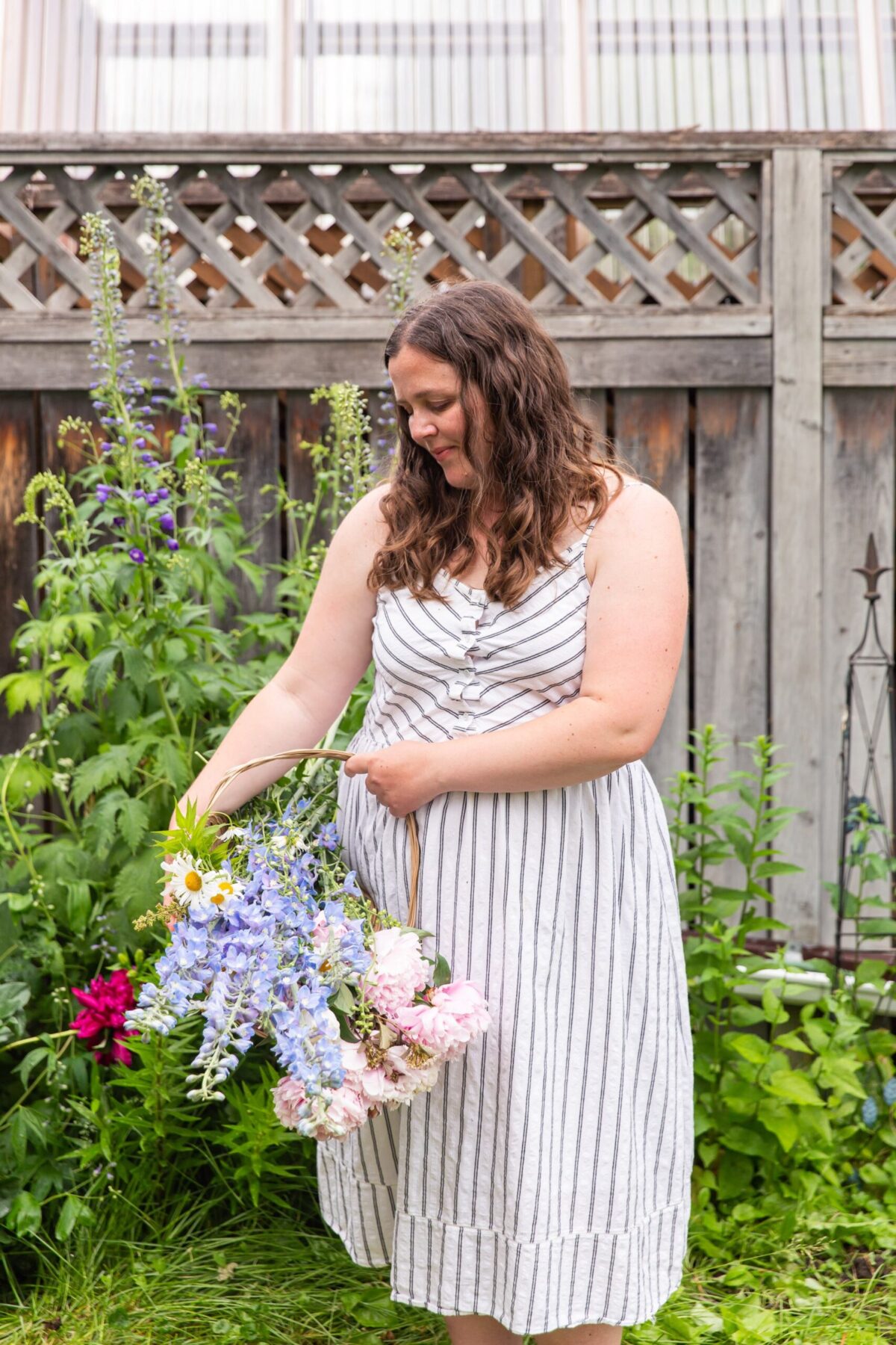 How to Grow Delphiniums from Seed in Zone 3 | Shifting Roots